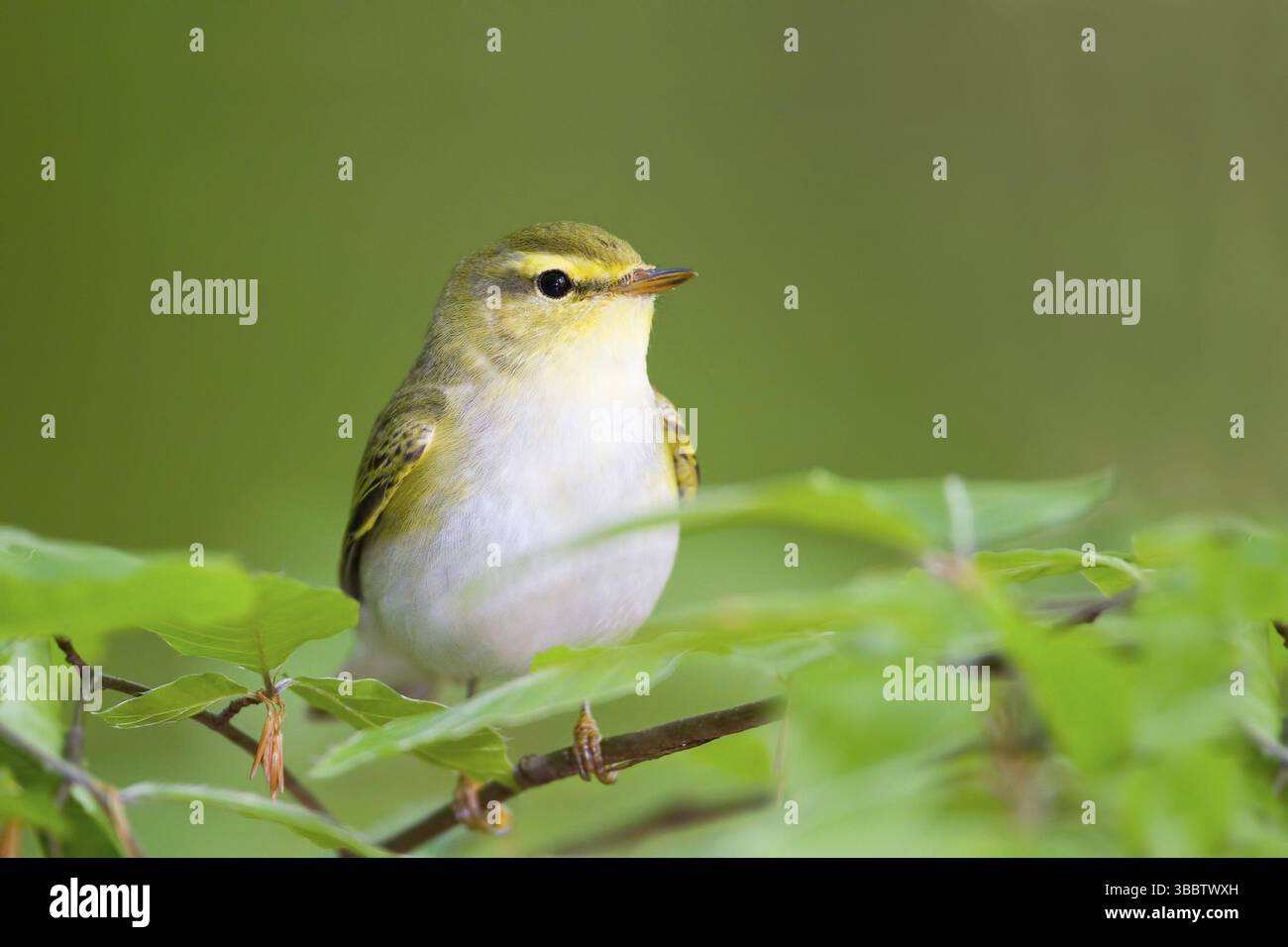Wood Warbler (Phylloscopus sibilatrix), Baden-Wuerttemberg, Germany ...