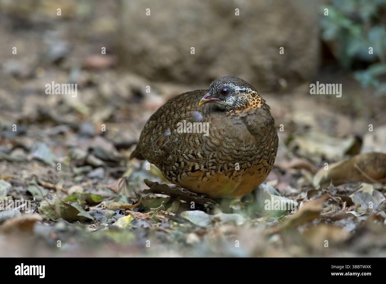Green-legged Partridge (Arborophila chloropus), Kaeng Krachan, Thailand ...