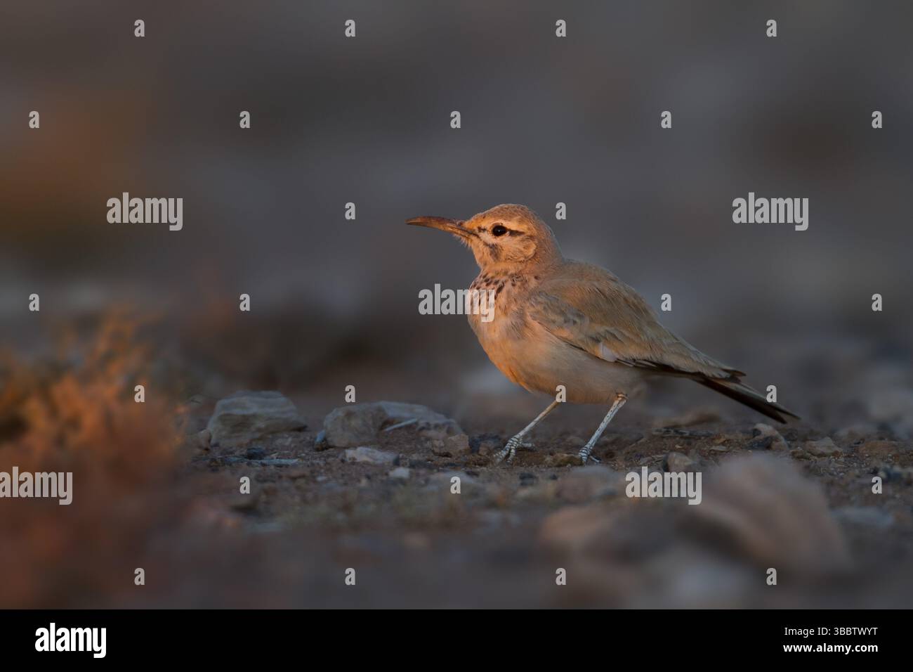 Greater Hoopoe Lark - Wuestenlaeuferlerche - Alaemon alaudipes ssp ...