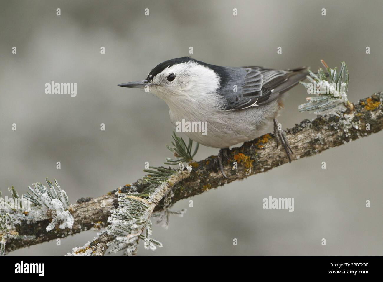 White-breasted Nuthatch (Sitta carolinensis), New Mexico, USA, North ...