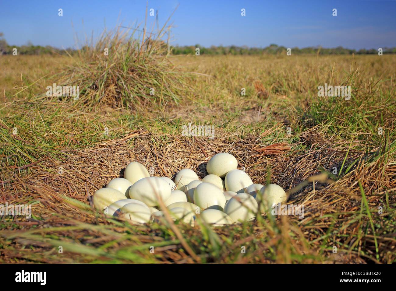 Many eggs in the ground nest, nest of Greater Rhea, Rhea americana ...