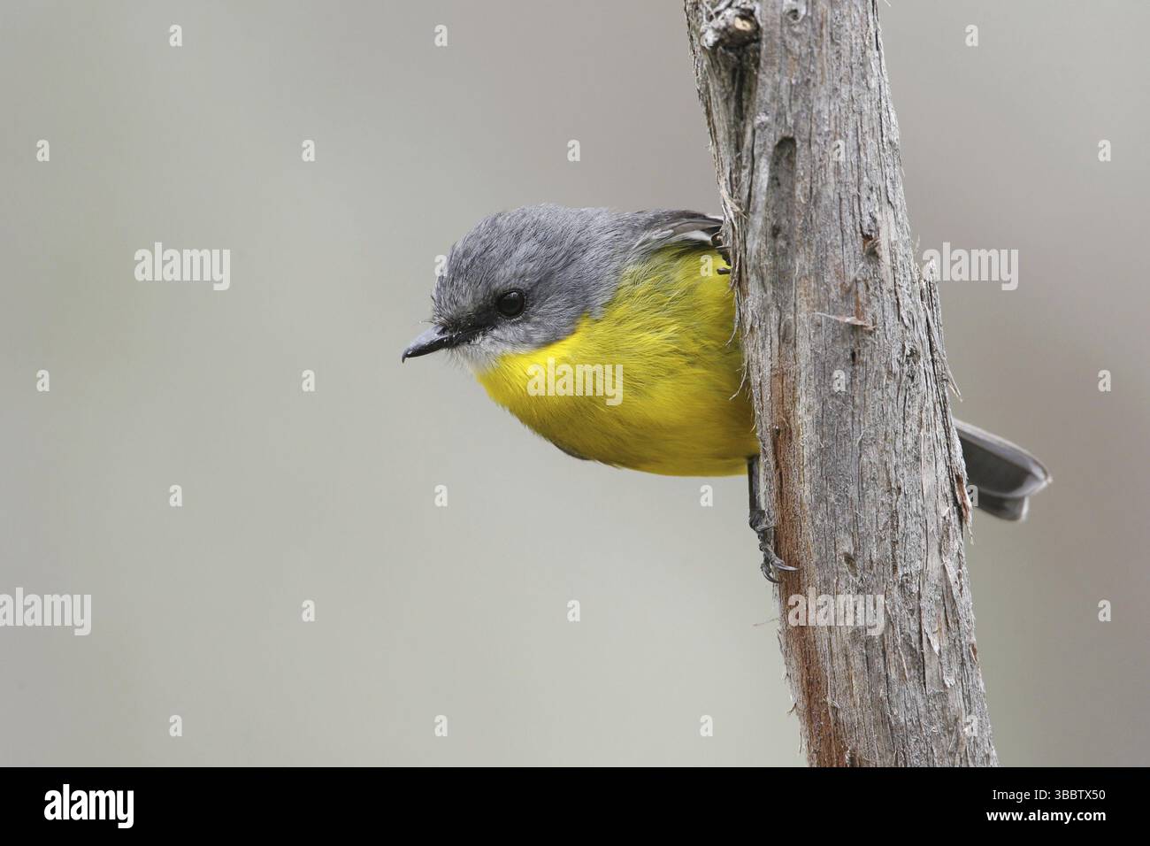 Eastern Yellow Robin (Eopsaltria australis), Victoria, Australia ...