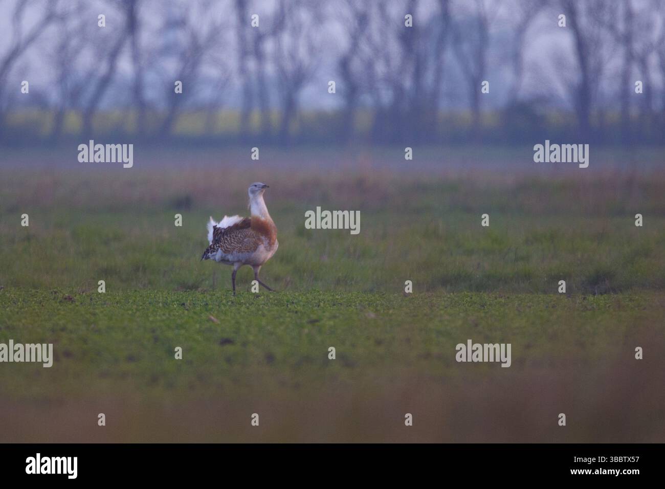 Great Bustard (Otis tarda) male, Hungary, Europe Stock Photo - Alamy