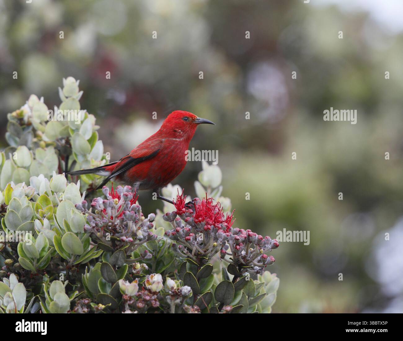 Apapane, Himatione sanguinea sanguinea, Hawaiian Honeycreeper Stock ...