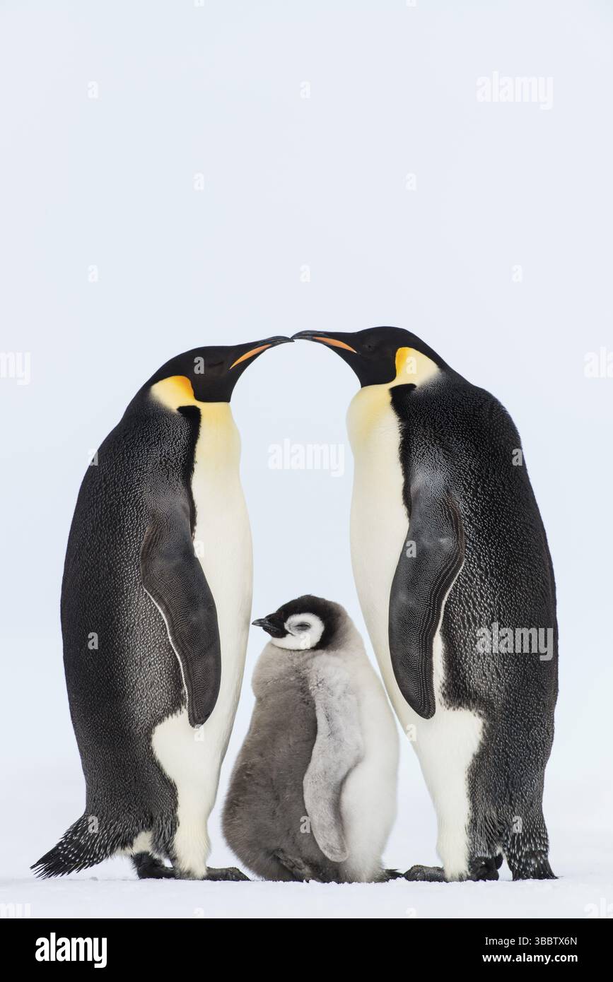 Emperor Penguin (Aptenodytes forsteri) with juvenile, Queen Maud Land ...