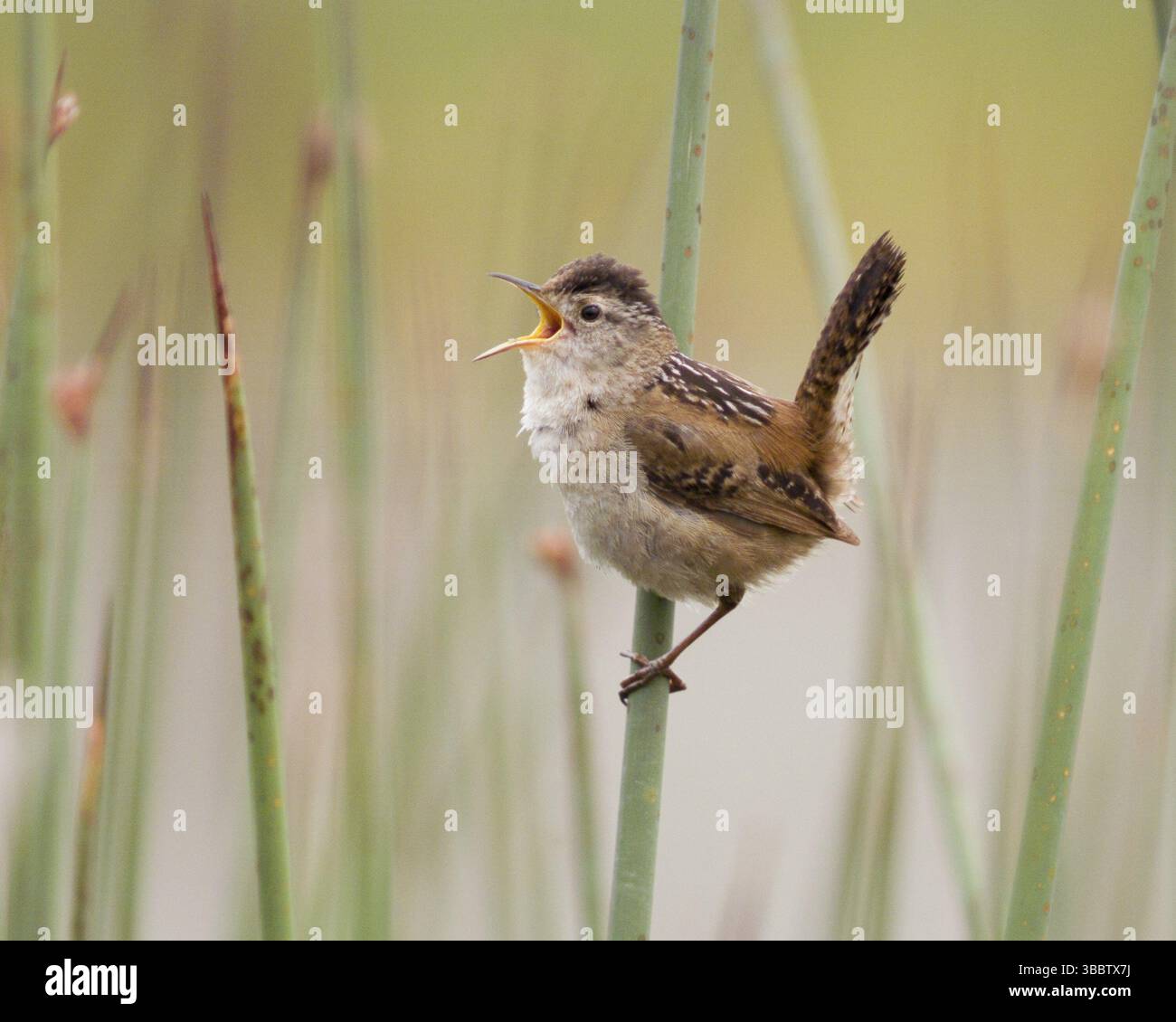 Marsh Wren (Cistothorus palustris) singing in cattail marsh Stock Photo - Alamy