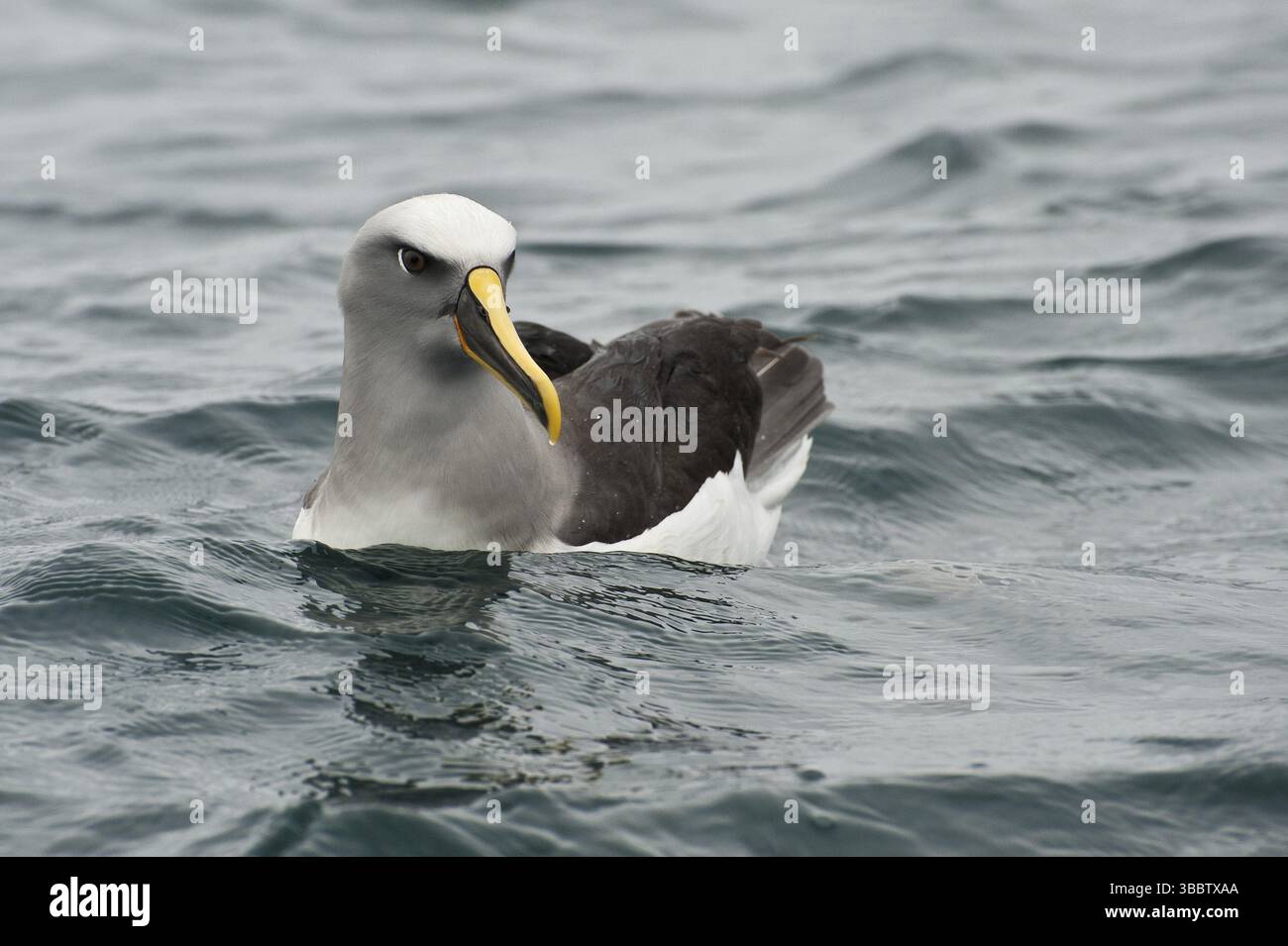 Buller's Albatross (Thalassarche bulleri), New Zealand, Oceania Stock ...