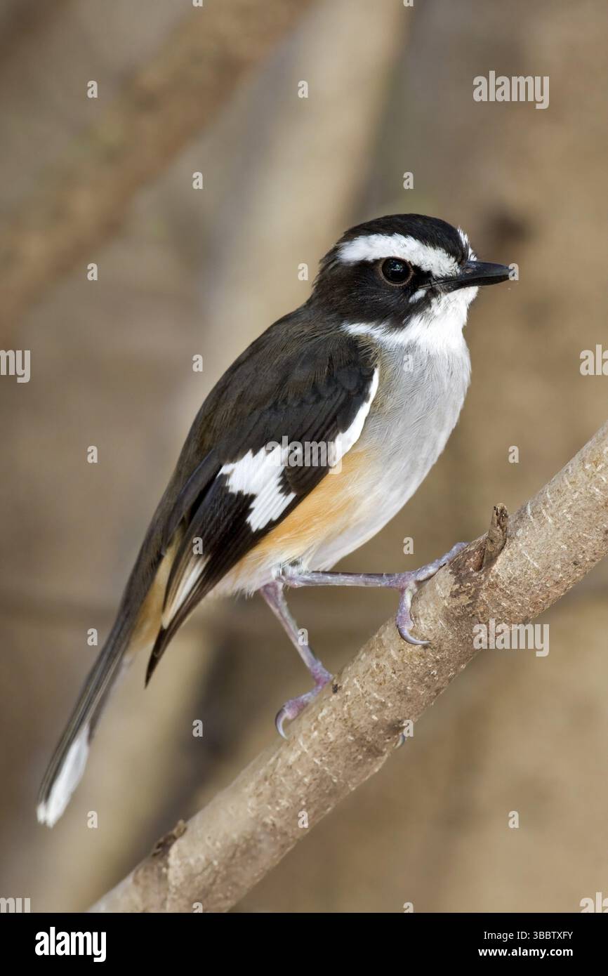 Buff-sided Robin (Poecilodryas cerviniventris), Western Australia ...
