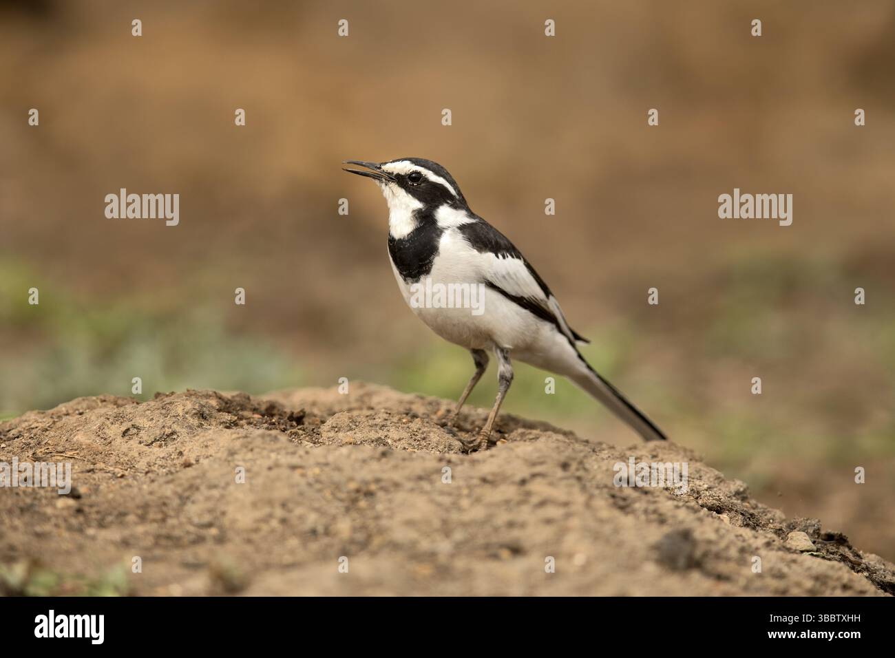 African Pied Wagtail (Motacilla aguimp), Ethiopia, Africa Stock Photo - Alamy