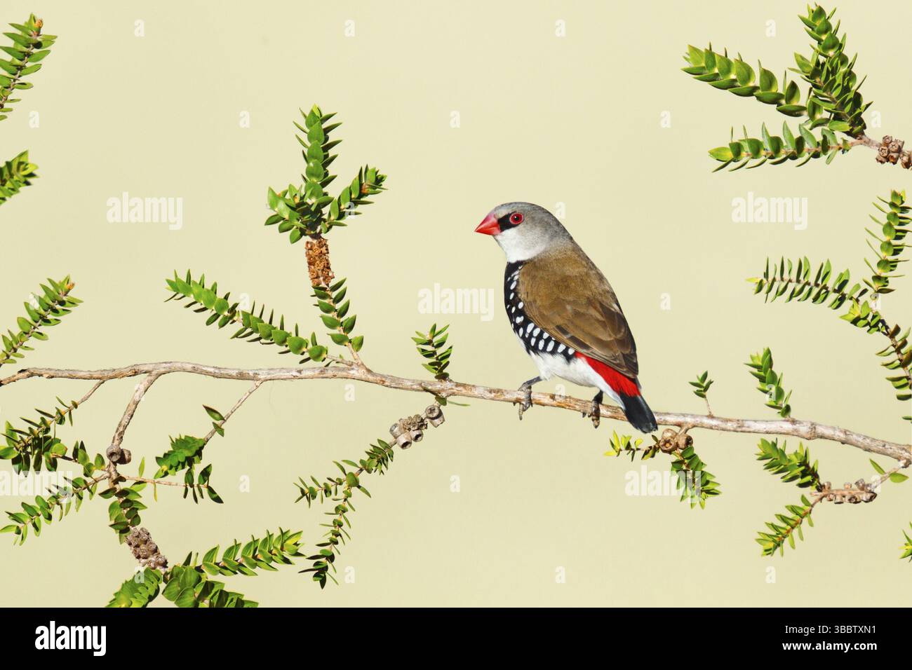 Diamond Firetail (Stagonopleura guttata), Victoria, Australia, Oceania ...