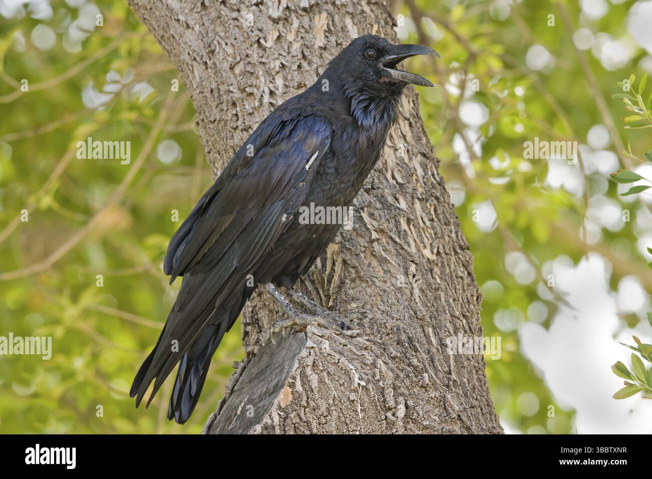 Northern Raven (Corvus corax) calling, Texas, USA, North America Stock ...