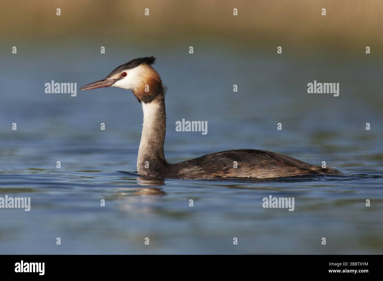 Great Crested Grebe (Podiceps cristatus), Berlin, Germany, Europe Stock ...