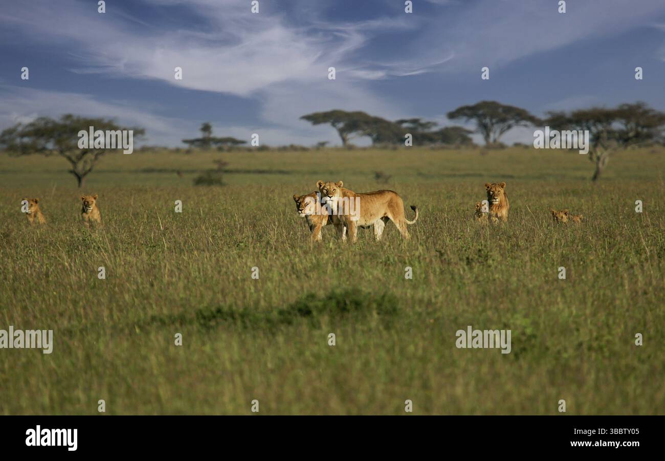 Loewe (Panthera leo), Loewenrudel mit Weibchen und Jungtieren zusammen ...