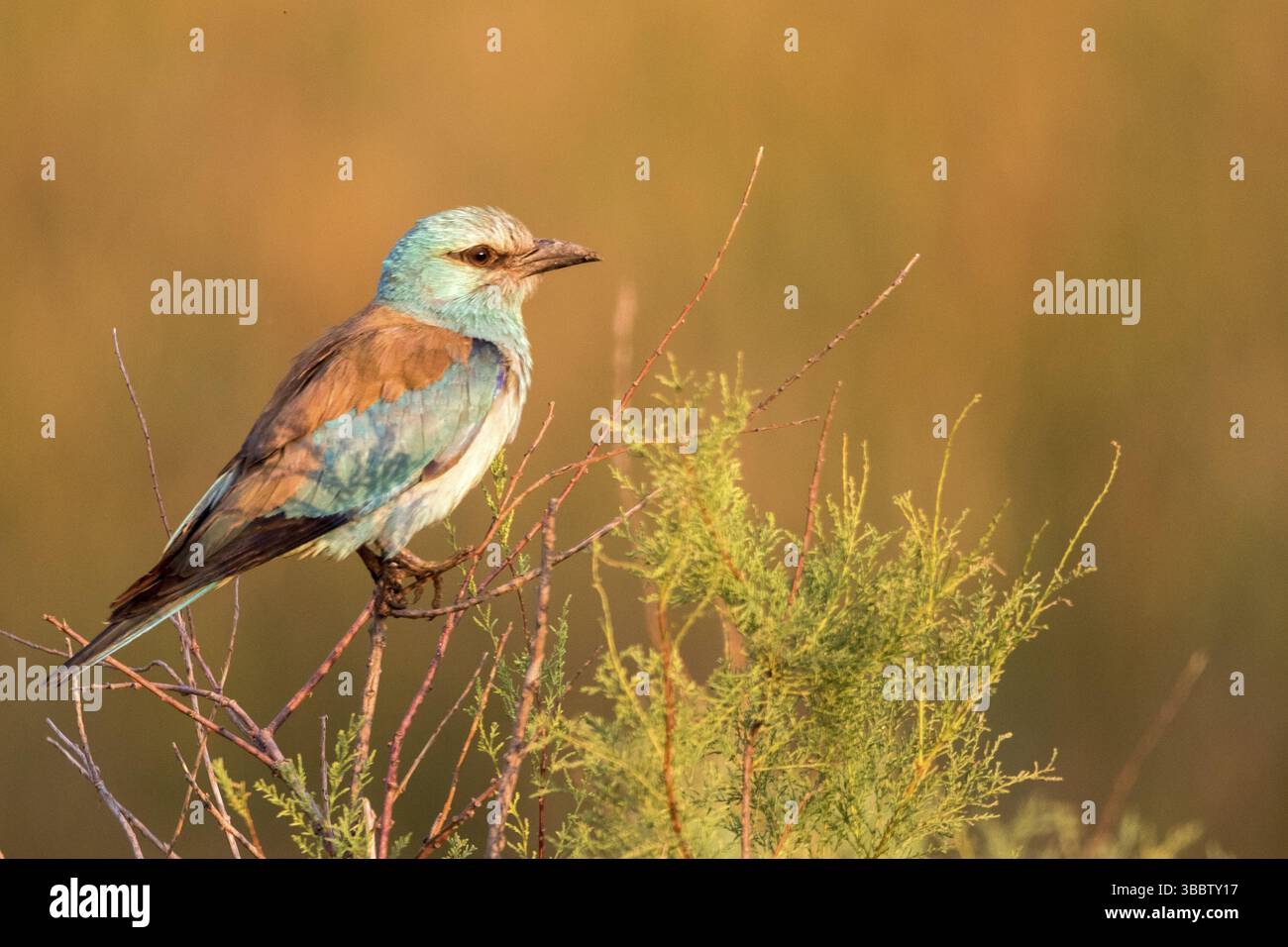 European Roller (Coracias garrulus), Danube Delta, Romania, Europe ...