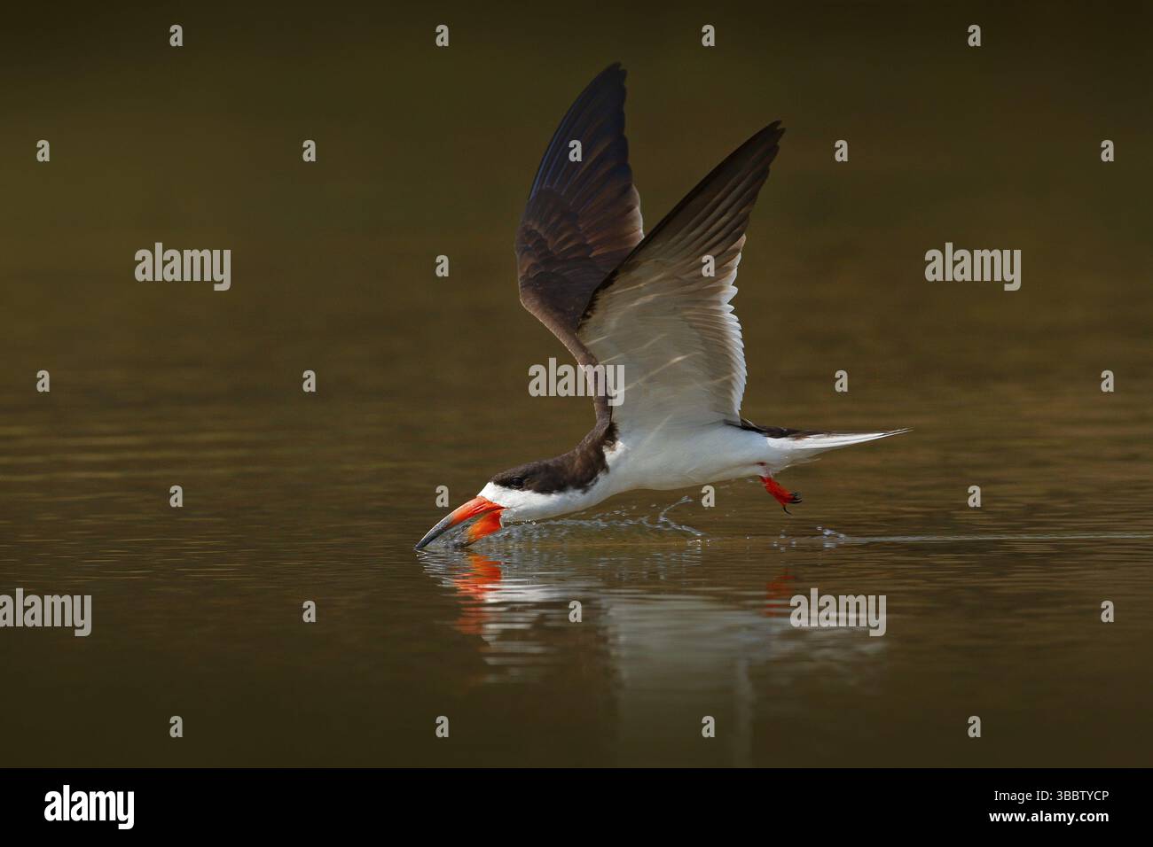 Skimmer drink water. Black skimmer fly, in river, Rio Negro, Pantanal ...