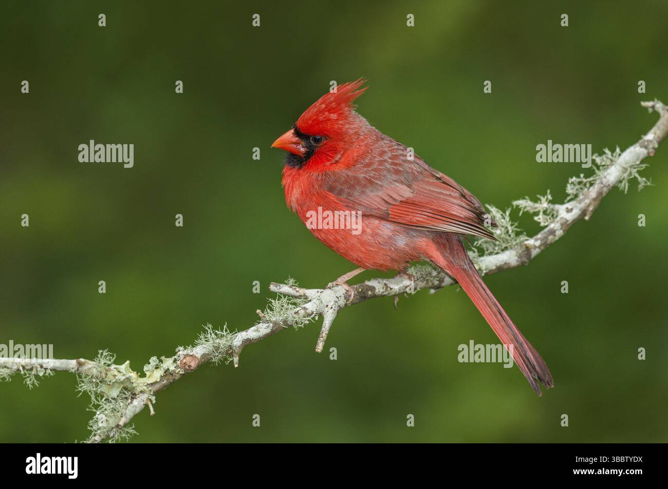 Northern Cardinal (Cardinalis cardinalis) male perched on a twig, Texas ...