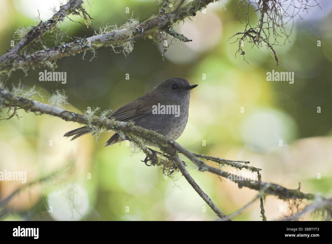 Black-billed Nightingale-thrush (Catharus gracilirostris), Costa Rica ...