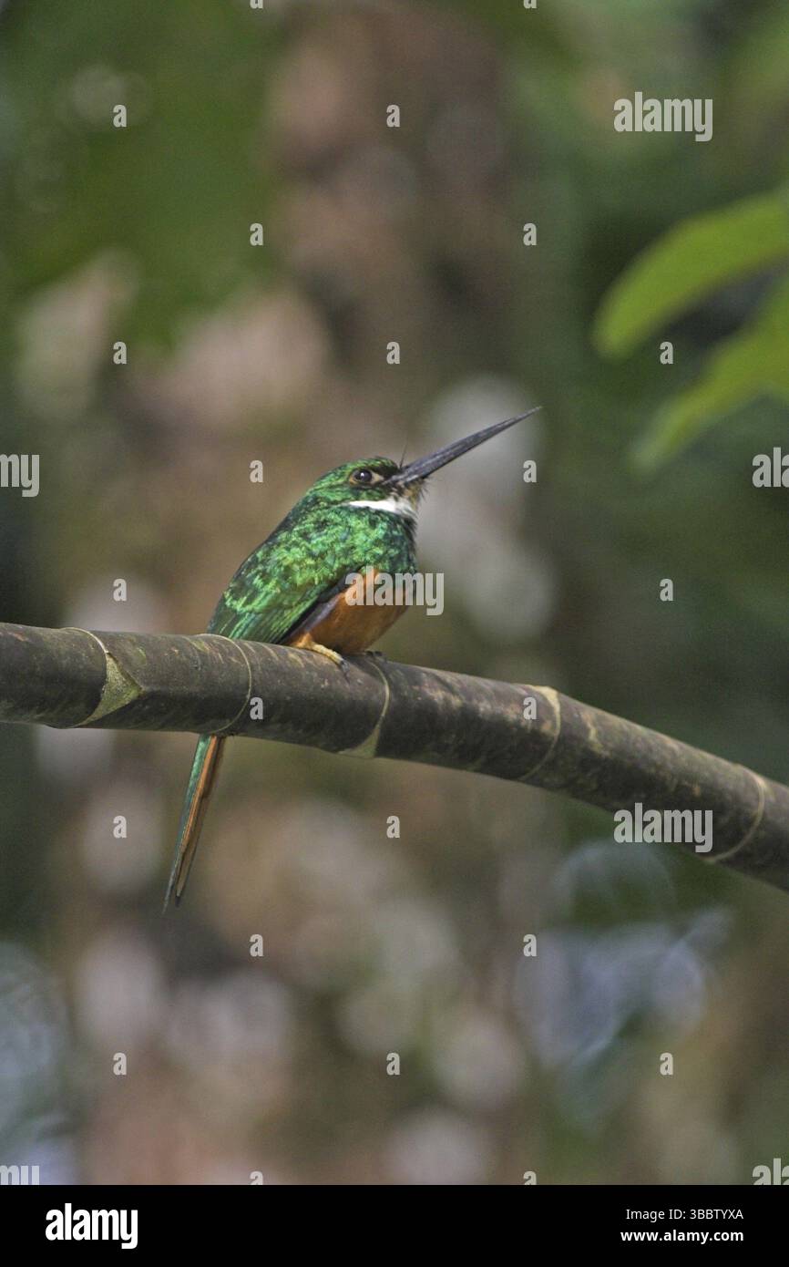 Rufous-tailed Jacamar (Galbula ruficauda) male, Costa Rica, Central ...