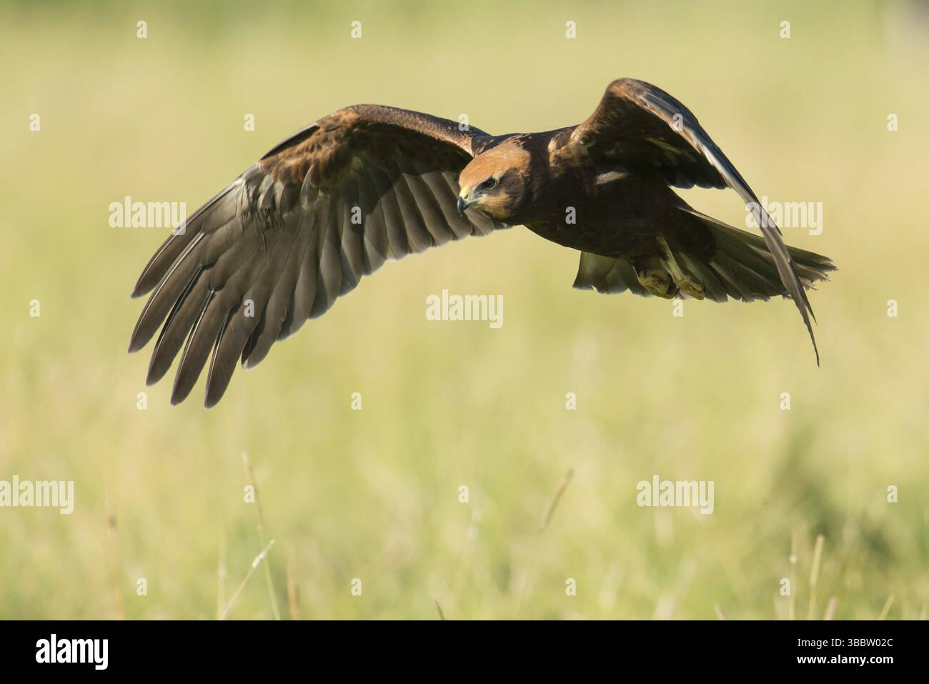 Western Marsh Harrier (Circus aeruginosus) juvenile flying, Schleswig ...