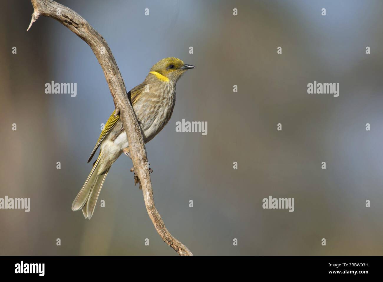 Yellow-plumed Honeyeater (Ptilotula ornata), Victoria, Australia ...