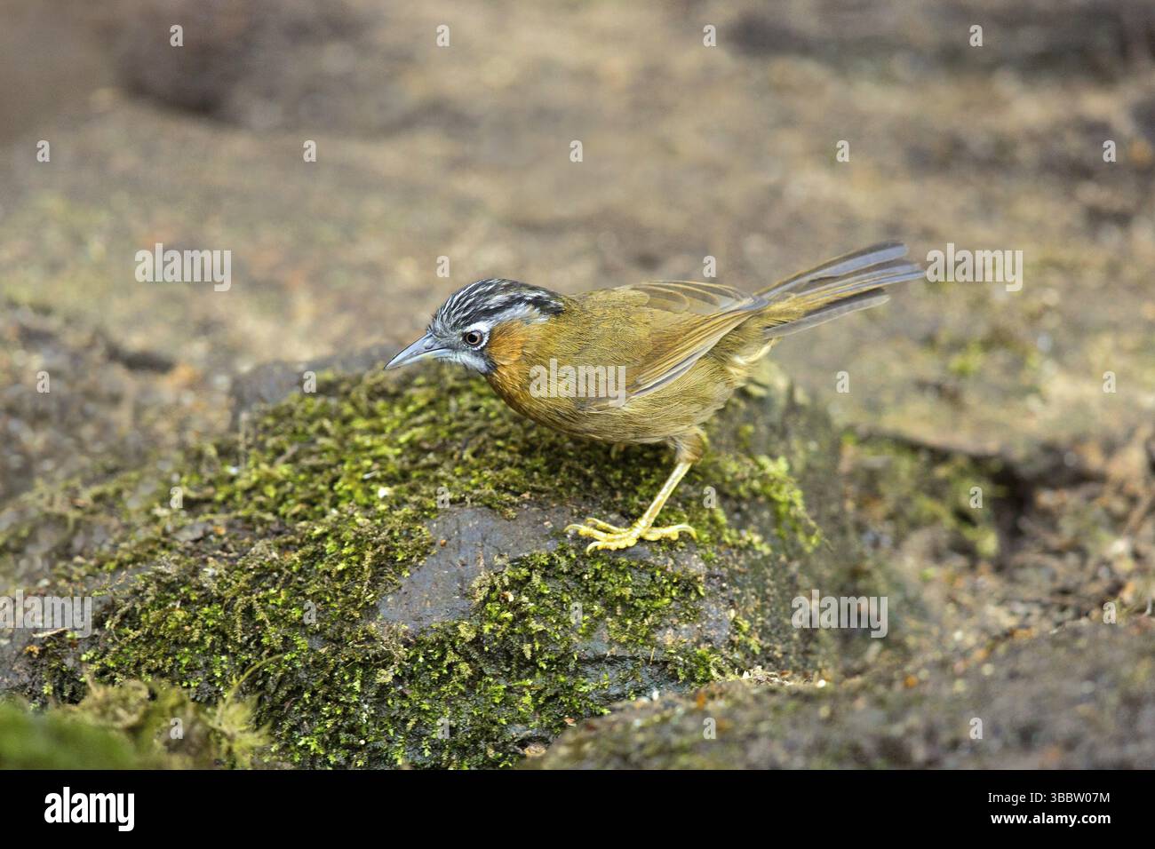 Grey-throated Babbler (Stachyris nigriceps), Yunnan, China, Asia Stock ...