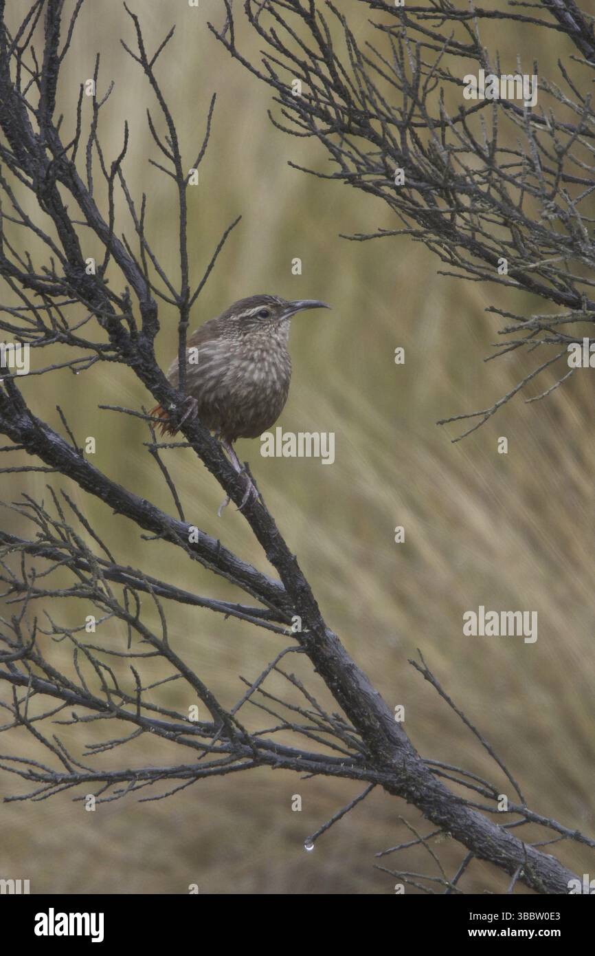 Striated Earthcreeper (Geocerthia serrana), Central Highlands, Peru ...
