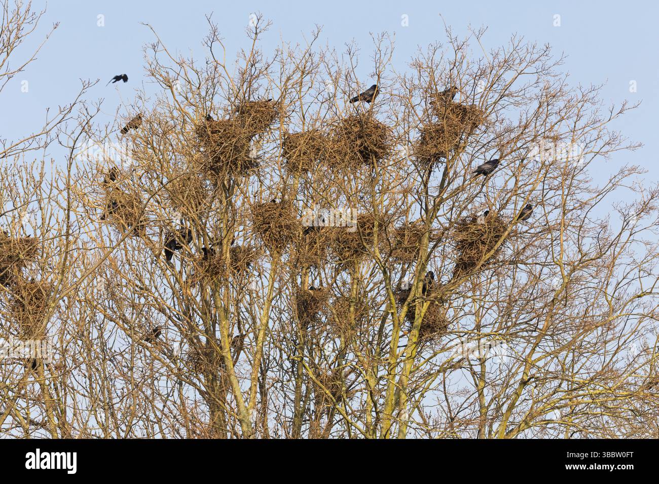 Saatkraehe, Rook, Corvus frugilegus, Corbeau freux, Graja Stock Photo ...