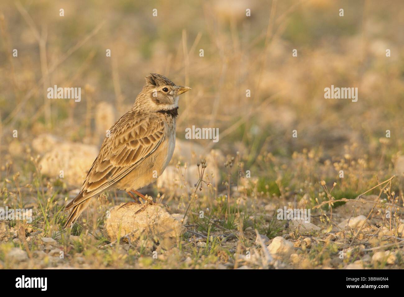 Calandra Lark (Melanocorypha calandra), Turkey, Asia Stock Photo - Alamy