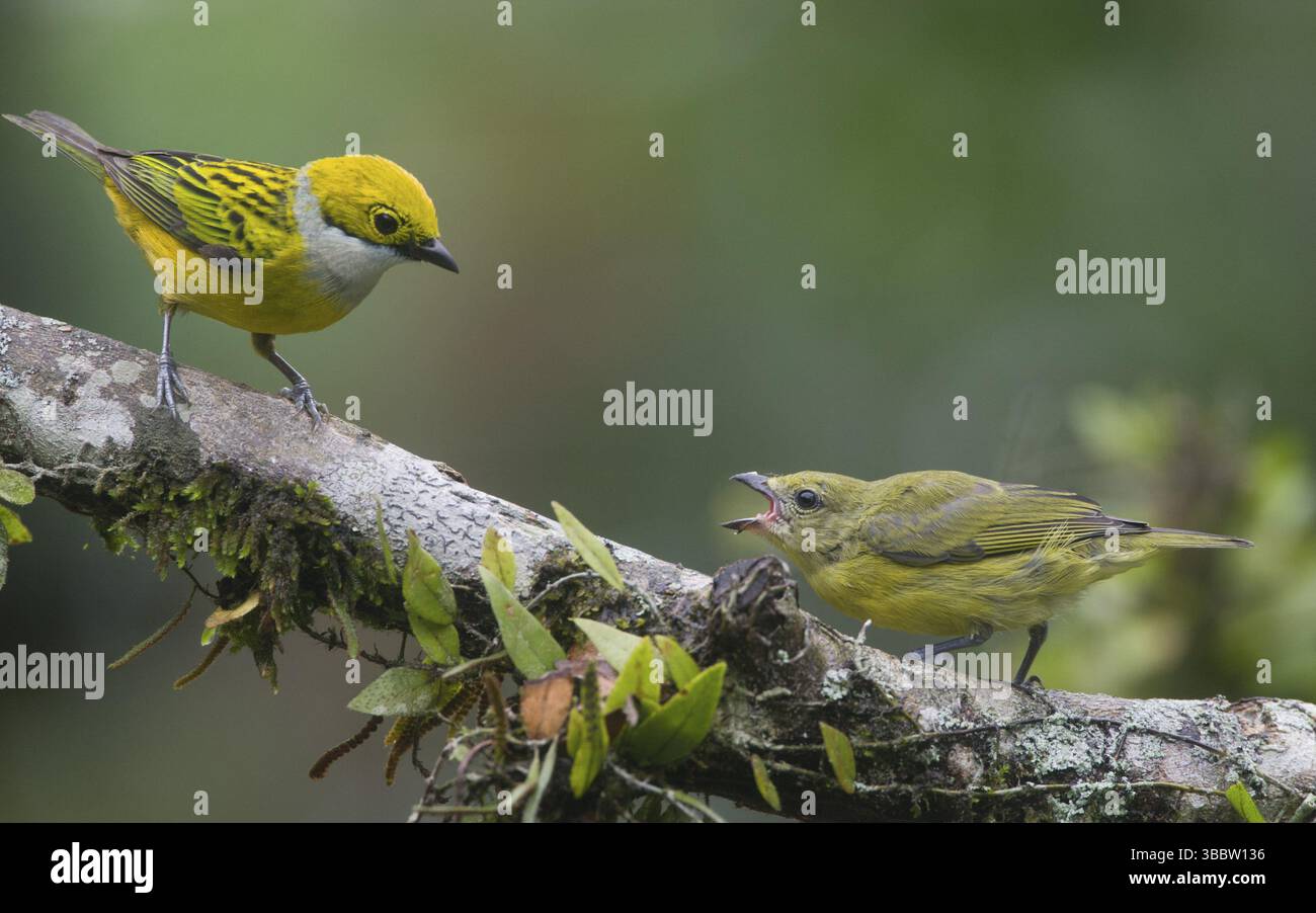 Silver-throated Tanager & Thick-billed Euphonia (Tangara icterocephala ...