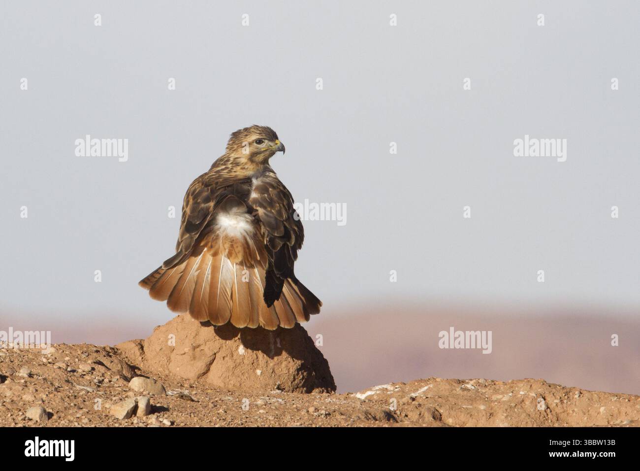 Long-legged Buzzard (Buteo rufinus cirtensis), Morocco, Africa Stock ...
