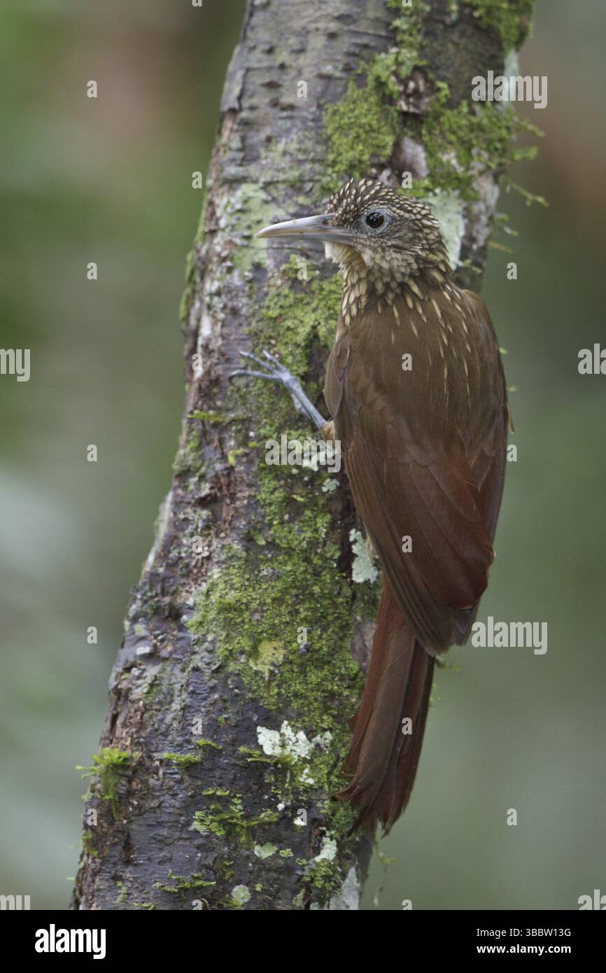 Buff-throated Woodcreeper (Xiphorhynchus guttatus), Manu National Park ...