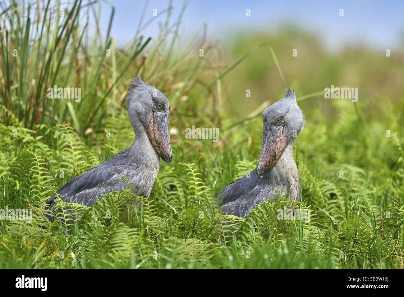 Two Shoebill, Balaeniceps rex, hidden in green vegetation. Portrait of ...