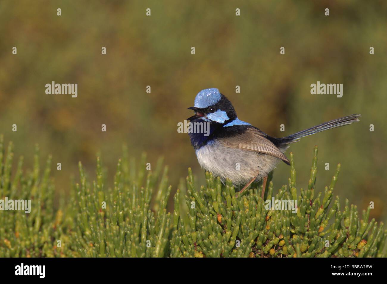Superb Fairywren (Malurus cyaneus) male, Victoria, Australia, Oceania ...