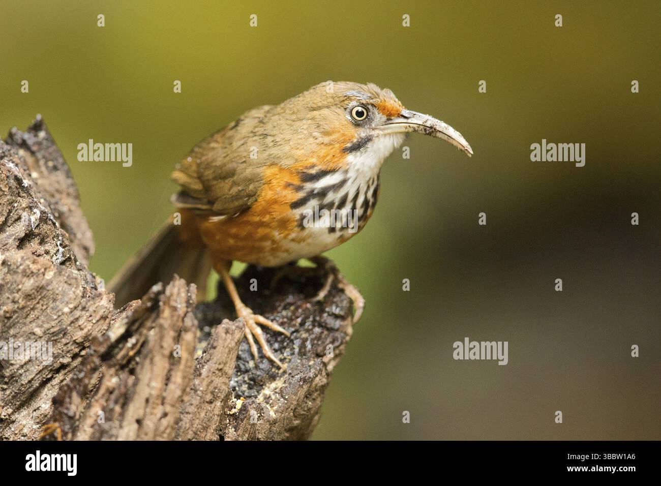 Black-streaked Scimitar Babbler (Pomatorhinus gravivox), Yunnan, China ...