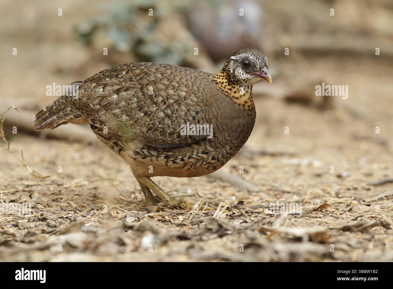 Green-legged Partridge (Arborophila chloropus), Kaeng Krachan, Thailand ...