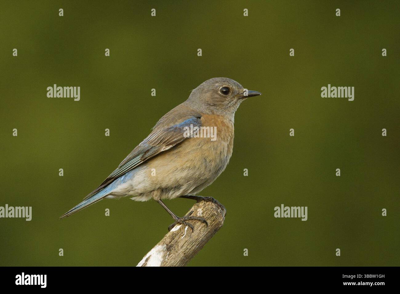 Female Western Bluebird (Sialia mexicanus Stock Photo - Alamy
