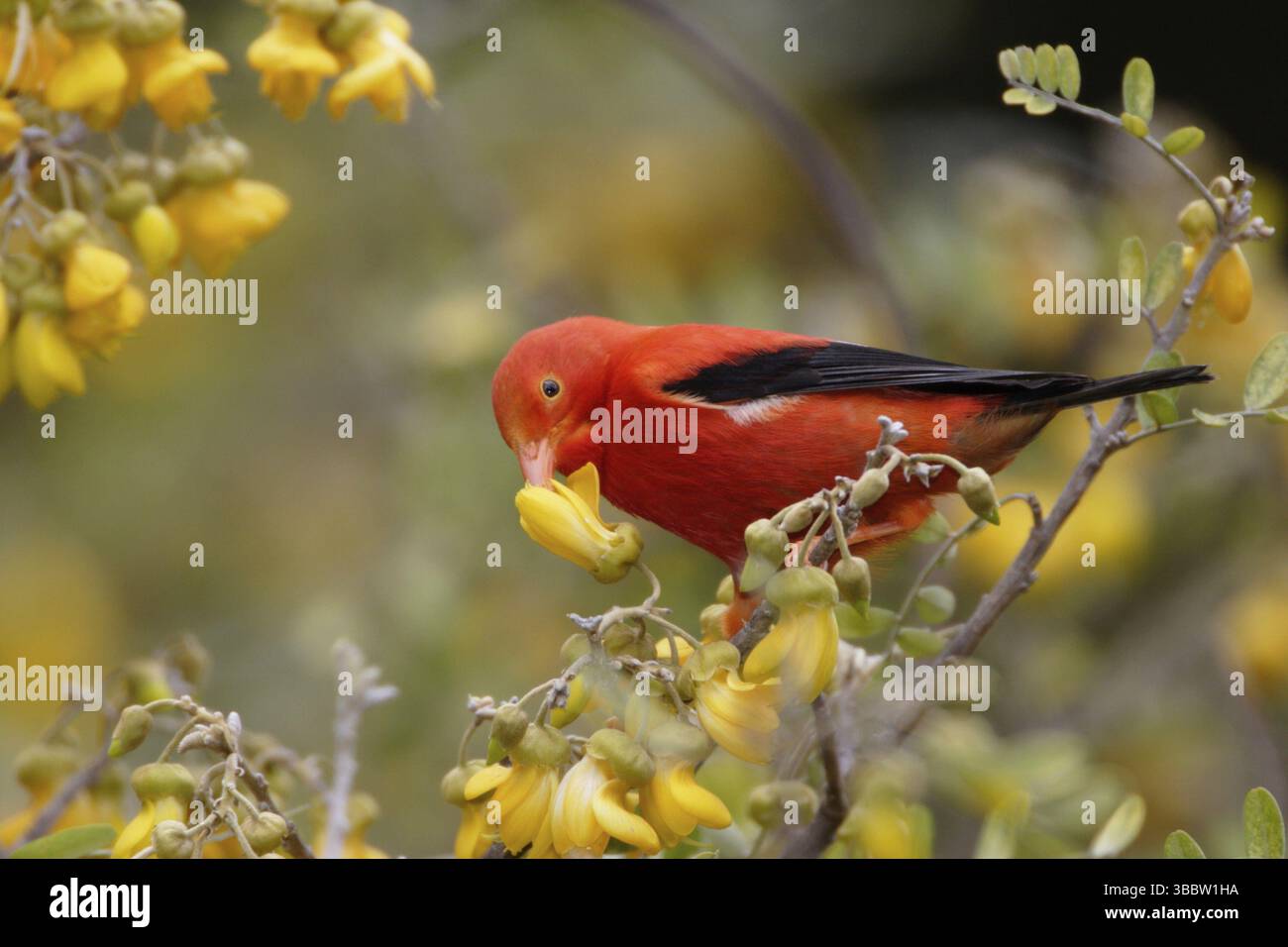 Photographed at Hakalau Forest NWR, Hawaii Island, Hawaii. This I'iwi ...