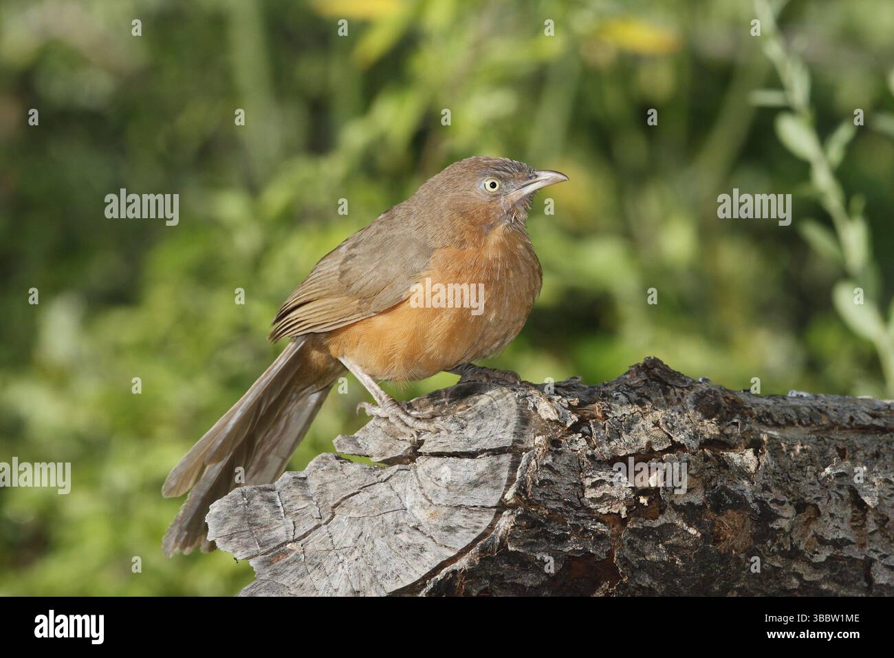 Rufous Chatterer (Turdoides rubiginosa), Lake Baringo, Botswana, Africa ...