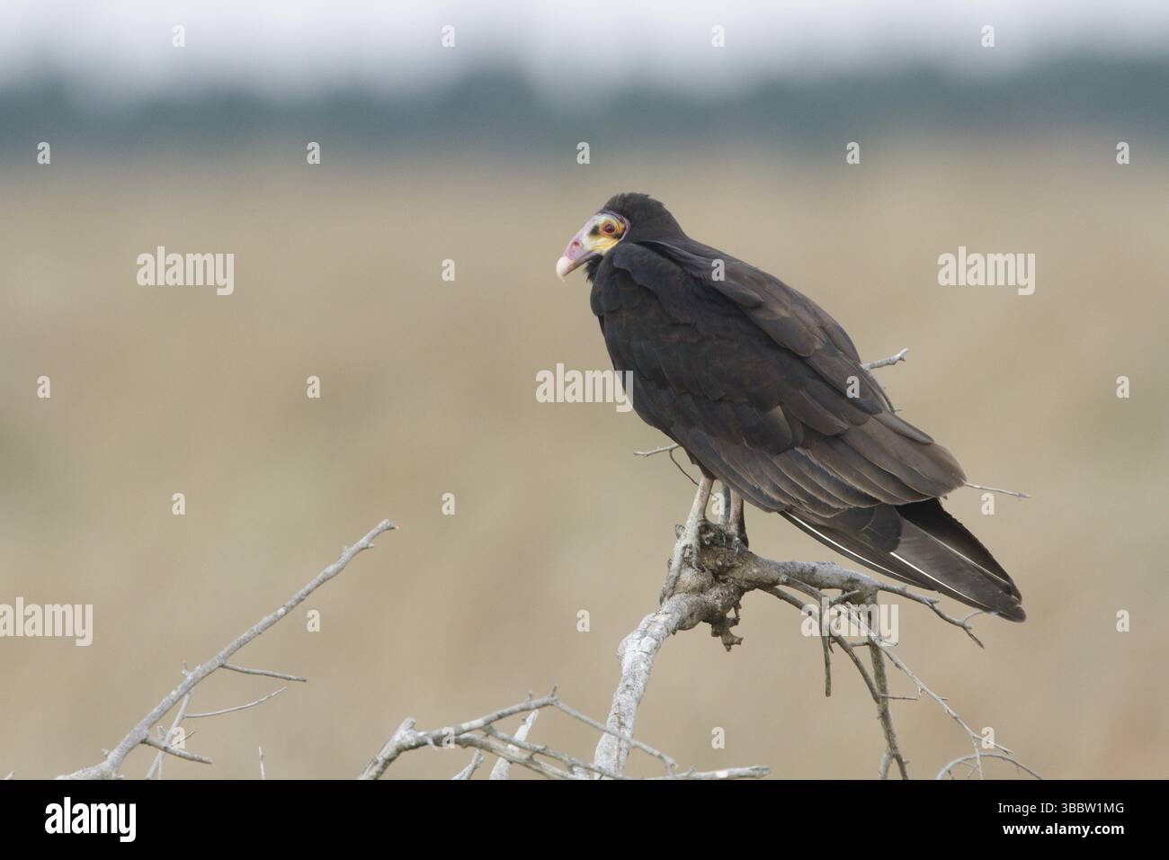 Lesser Yellow-headed Vulture (Cathartes burrovianus), Corrientes ...