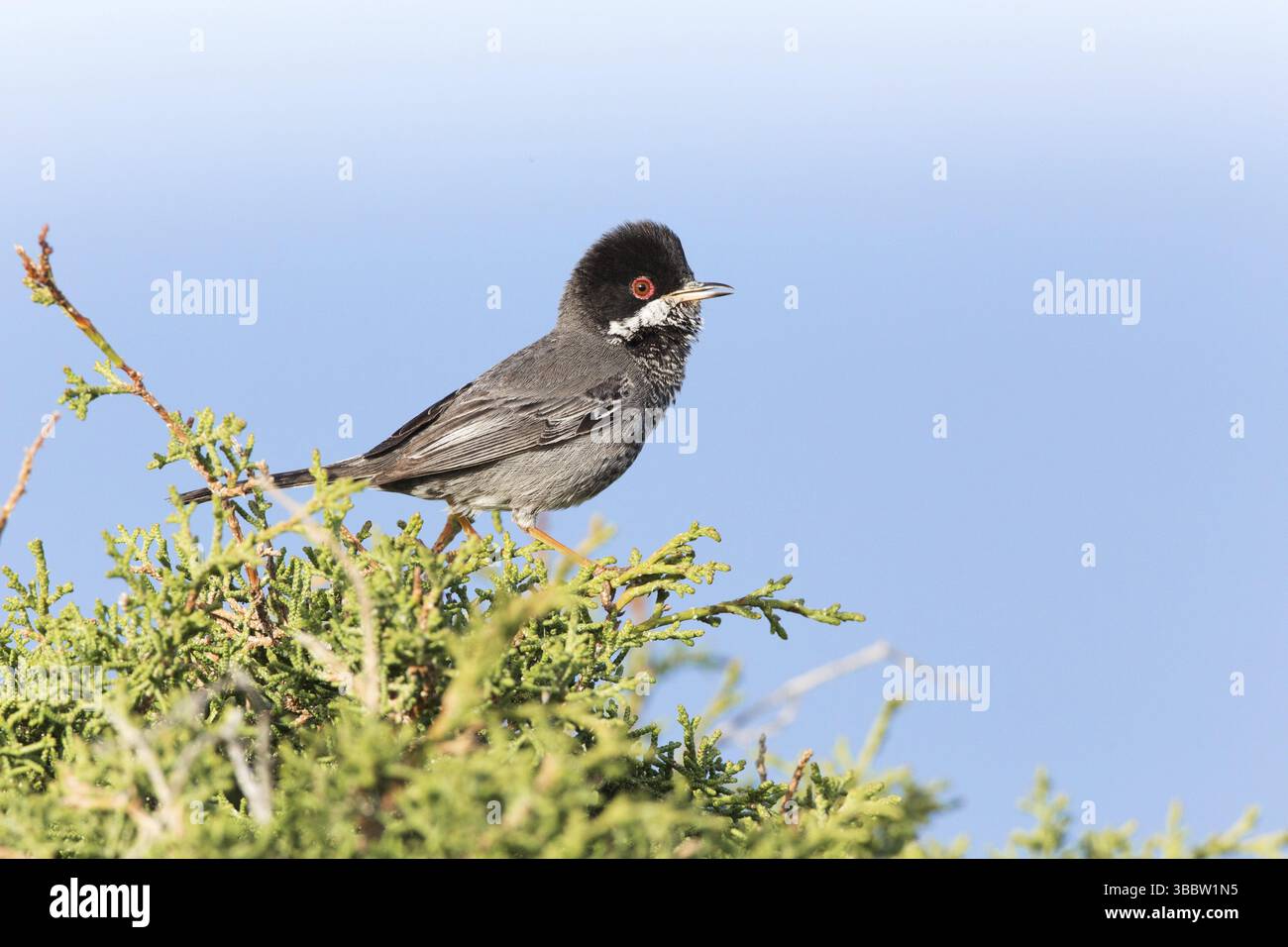 Cyprus Warbler (Sylvia melanothorax) male, Cyprus, Europe Stock Photo ...