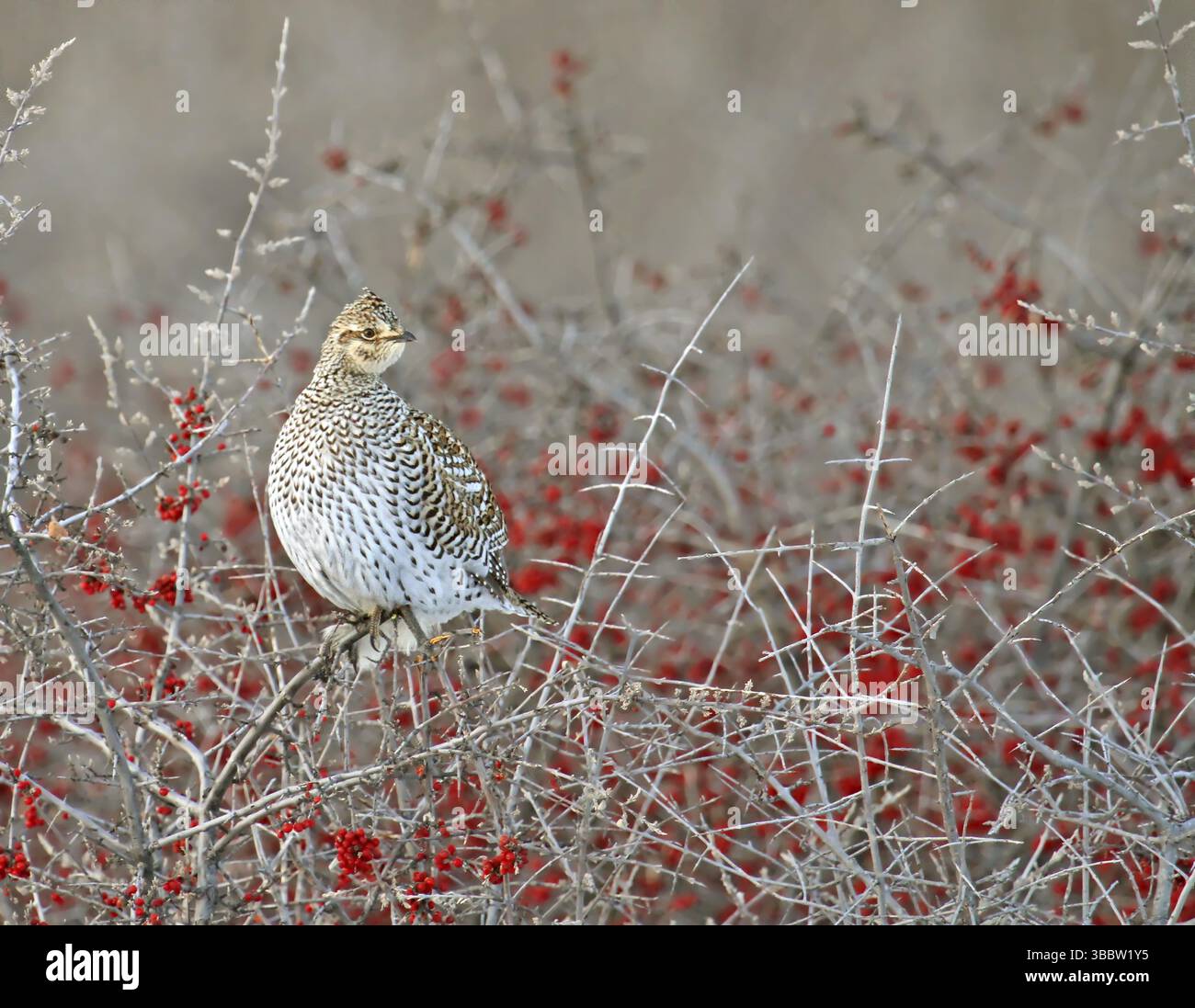Perched on a buffalo berry shrub in elbow hi-res stock photography and ...