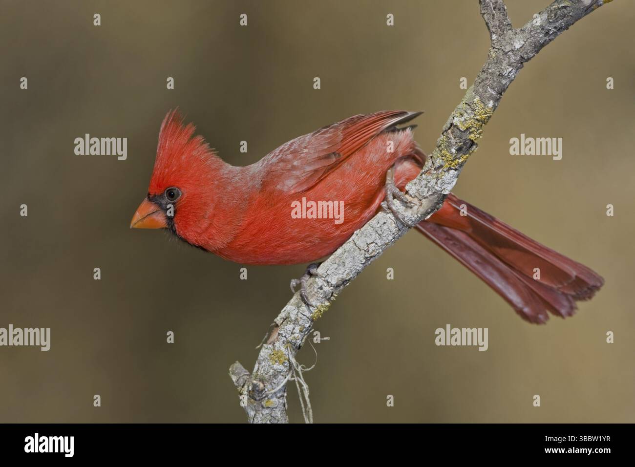 Northern Cardinal (Cardinalis cardinalis), Texas, USA, North America ...