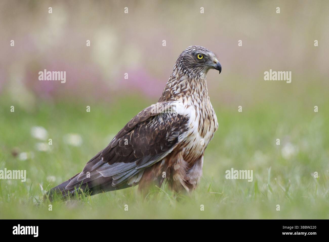 Western Marsh Harrier Circus Aeruginosus Male On Grassland Poland western-marsh-harrier-circus-aeruginosus-male-on-grassland-poland