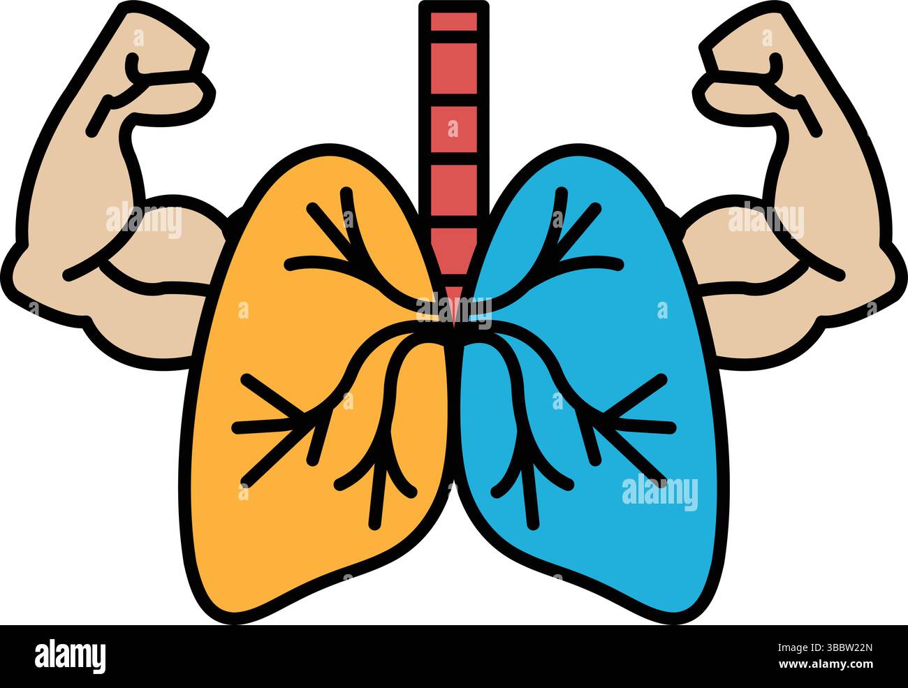 Muscles of respiration Stock Vector Images - Alamy