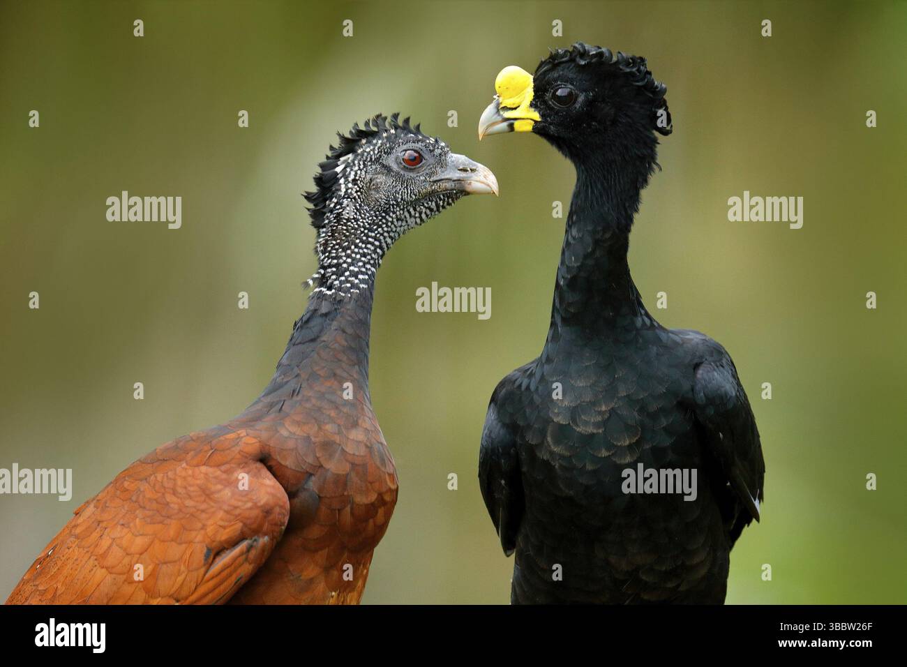 Great Curassow, Crax rubra, big black birds with yellow bill in the ...