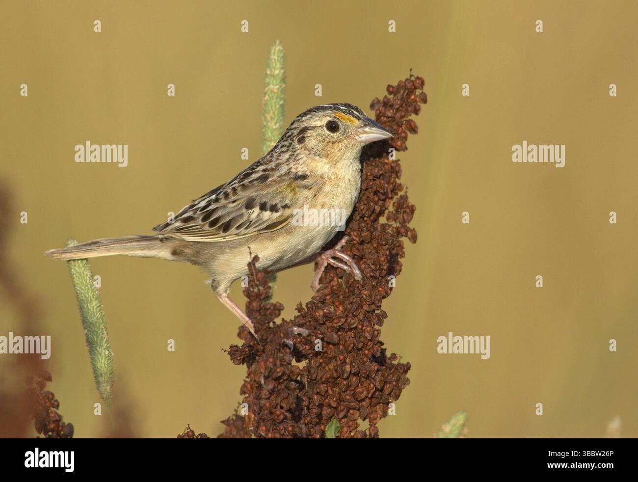 Grasshopper Sparrow (Ammodramus savannarum), Ohio, USA, North America ...