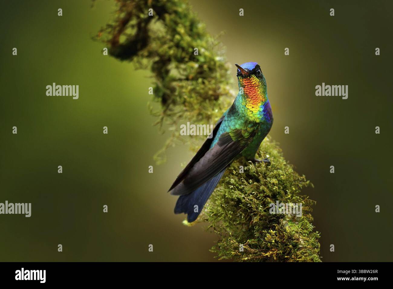 Fiery-throated Hummingbird, Panterpe insignis, colour bird sitting on ...