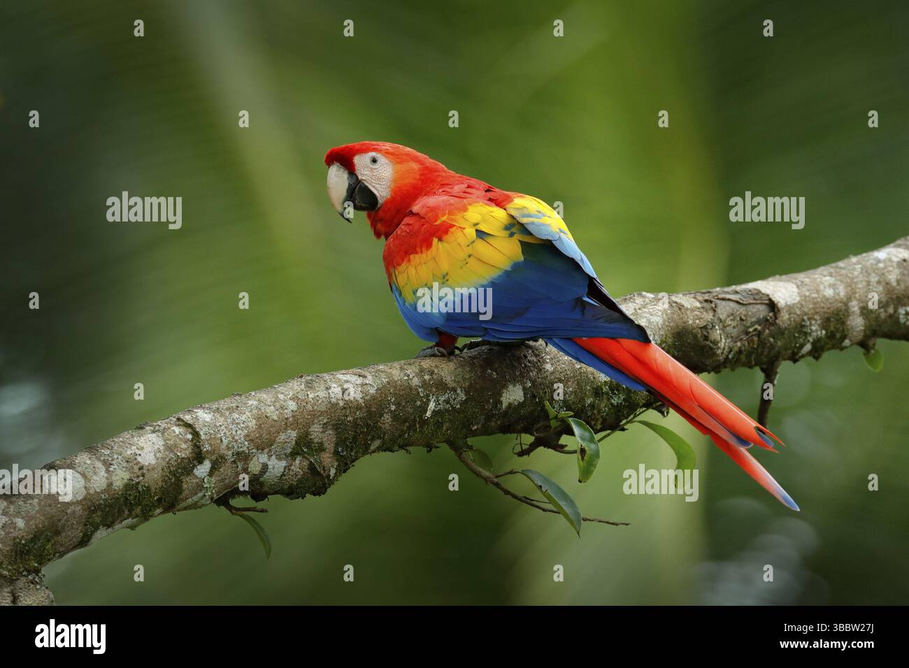 Red parrot Scarlet Macaw, Ara macao, bird sitting on the branch, Brazil. Wildlife scene from ...