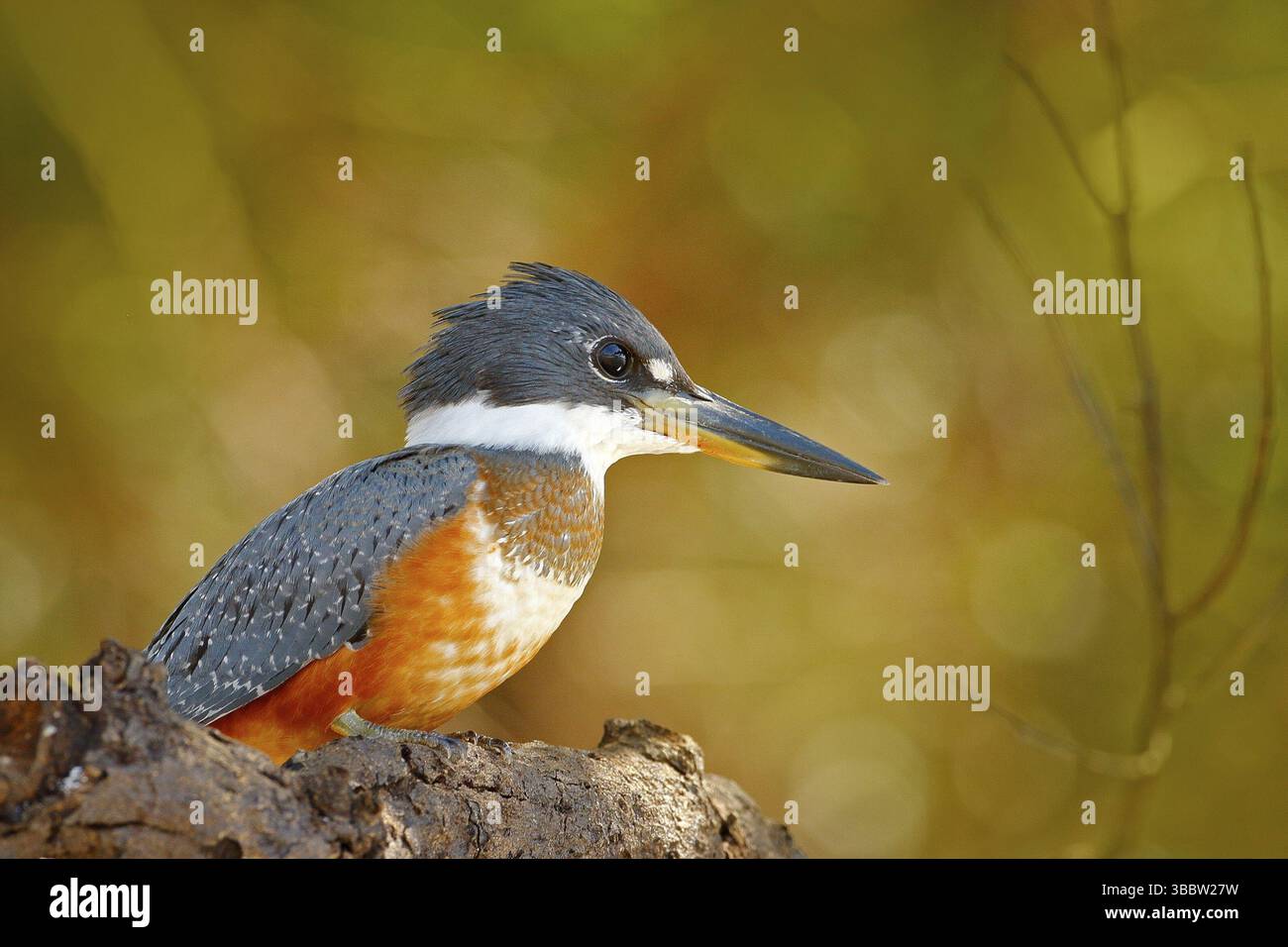 Wildlife Brazil, river bird. Ringed Kingfisher, Megaceryle torquata ...