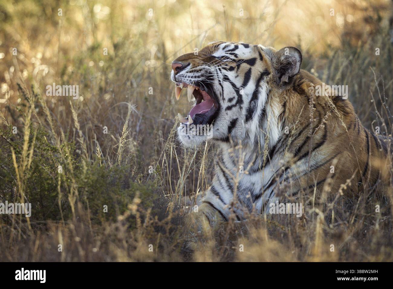 Bengal Tiger (Panthera tigris) adult in grassland hissing, captive ...